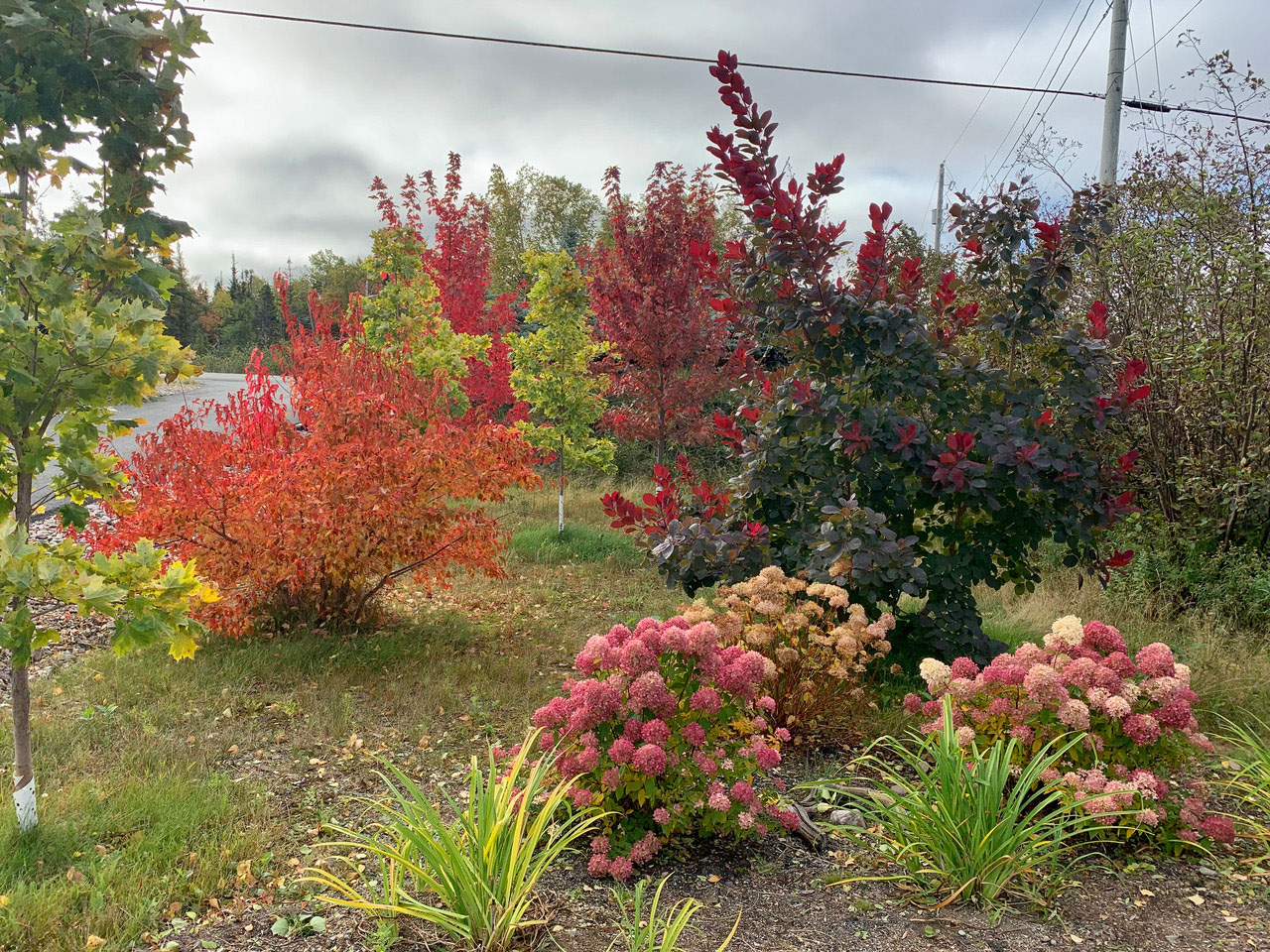 Fall in Newfoundland – Jennifer Kaye
